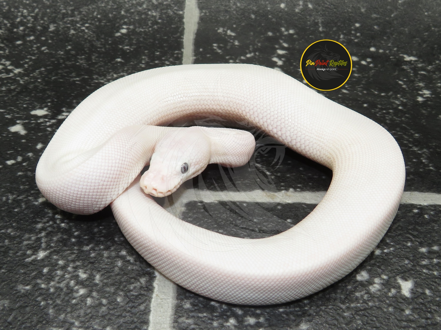 Blue Eyed Lucy Possible BlackHead Het Albino Ball Python by Pin Point ...