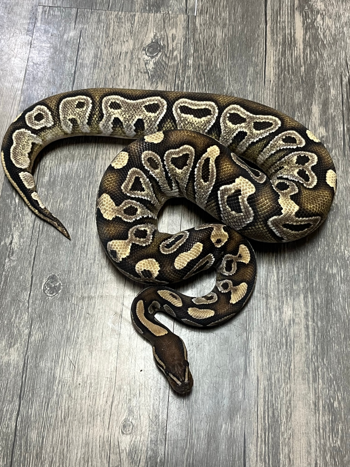 Mojave, Yellow Belly Ball Python by Pin’s Pythons - MorphMarket
