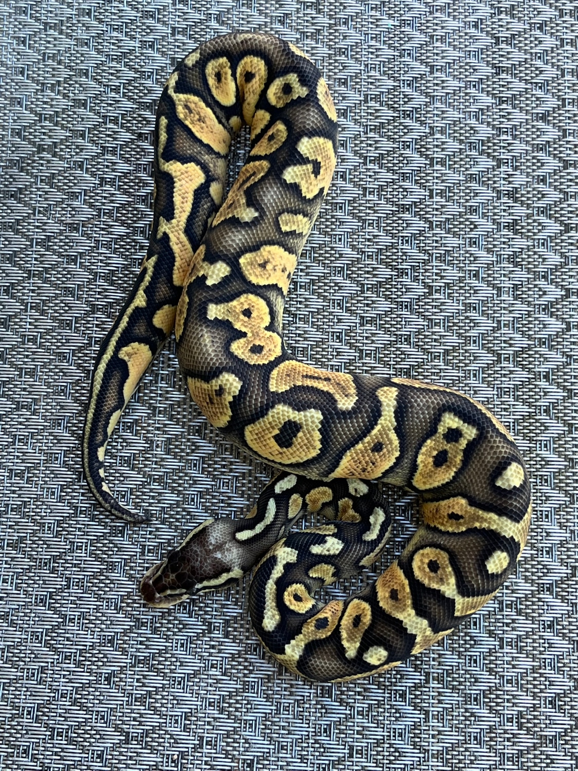 Super Pastel Garcia Chocolate Ball Python by Pin’s Pythons - MorphMarket