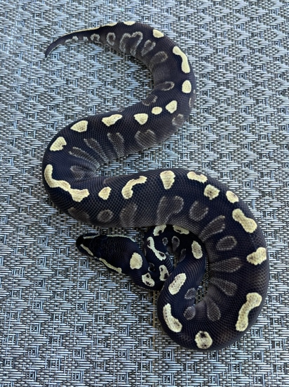 GHI Mojave Ball Python by Pin’s Pythons