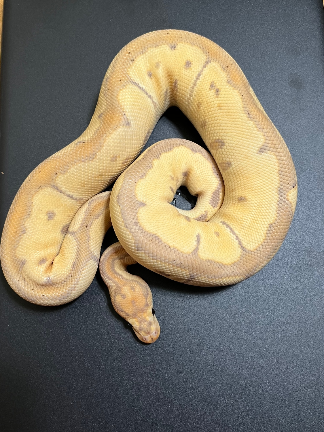 Coral Glow Clown Ball Python by Pin’s Pythons - MorphMarket