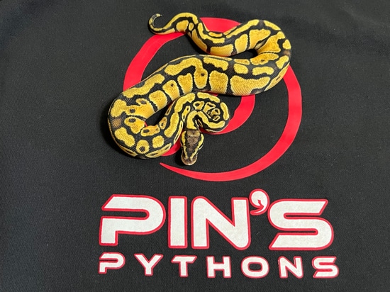 Pastel Orange Dream 100% Het Clown Ball Python by Pin’s Pythons
