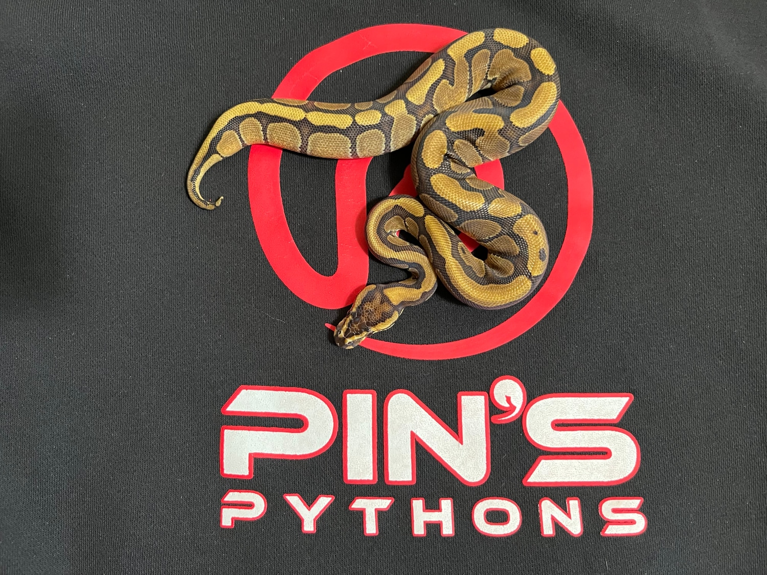 Chocolate Enchi 100% Het Clown Probable Red Stripe Ball Python by Pin’s ...