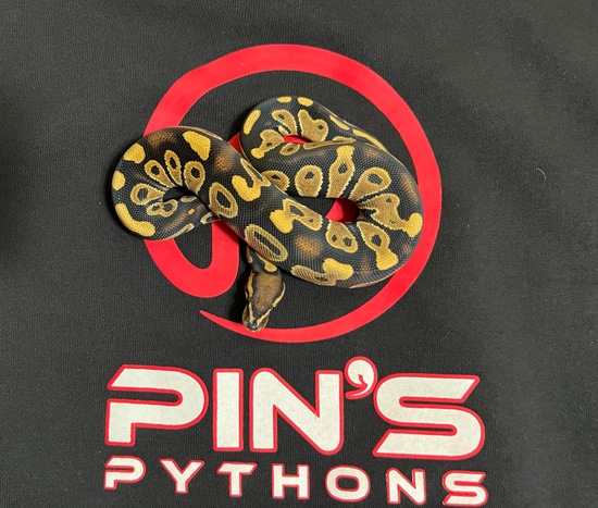 Chocolate 100% Het Clown Ball Python by Pin’s Pythons