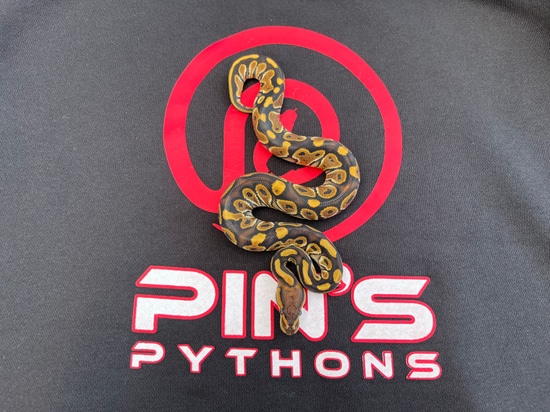 Chocolate Special Het Clown Possible Red Stripe Ball Python by Pin’s ...