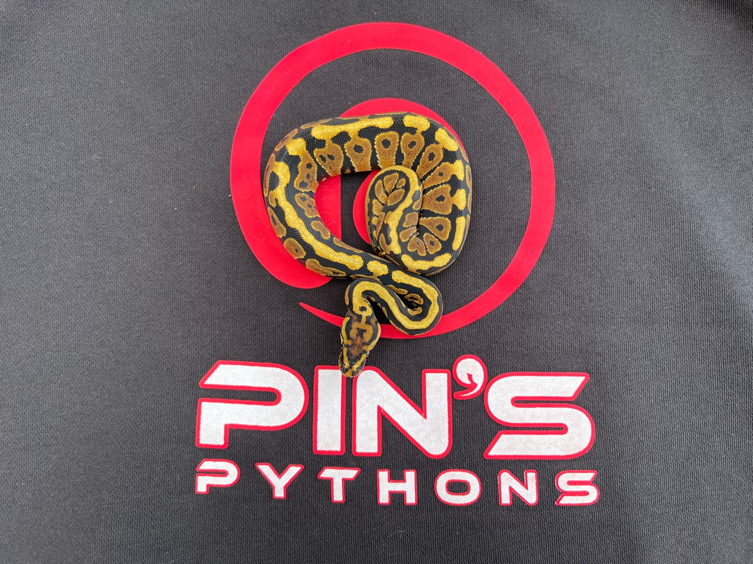 Spotnose Het Clown Female Ball Python by Pin’s Pythons - MorphMarket