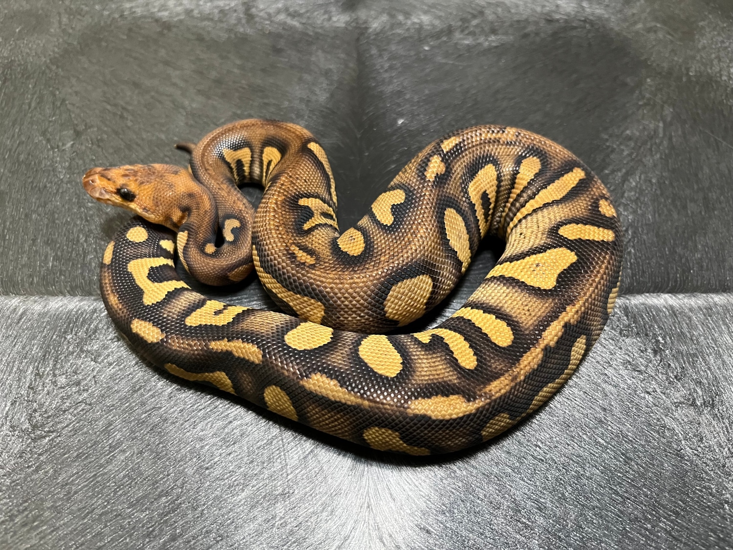 Pin’s Pythons's Collection - MorphMarket