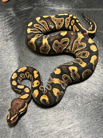 Garcia Chocolate Het Clown Ball Python by Pin’s Pythons