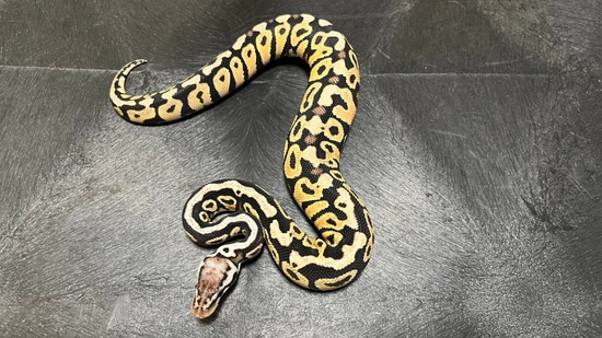 Pastel Spotnose Het Clown Ball Python by Pin’s Pythons