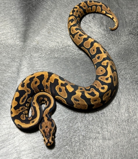 Confusion Spotnose Het Clown Ball Python by Pin’s Pythons