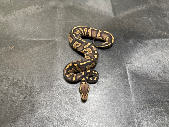 Pastel Super Chocolate Het Clown Female Possible Red Stripe Ball Python ...