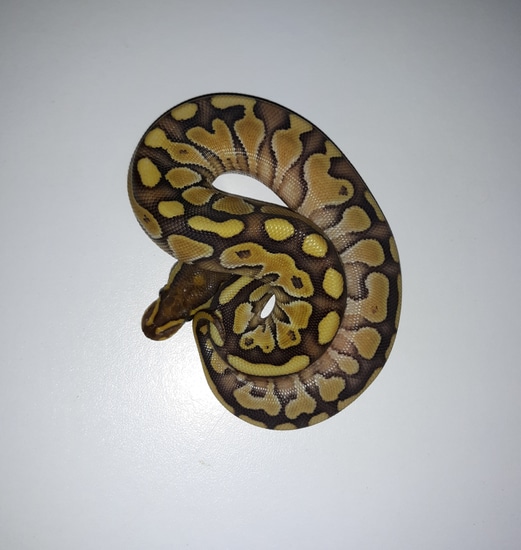 Lesser Ball Python by PinupPieds&Pythons
