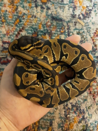 Het Pied Ball Python by PinupPieds&Pythons