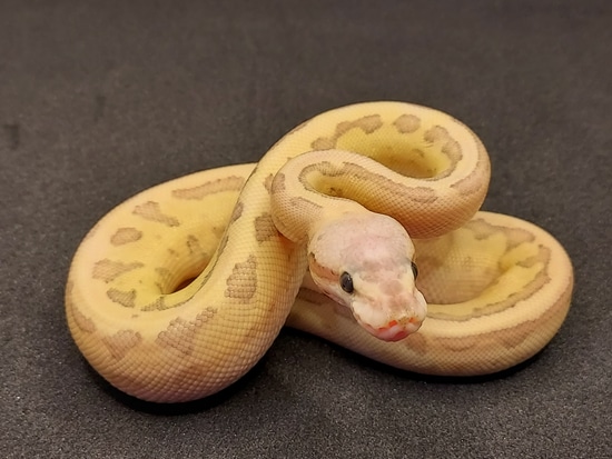 Pastel Pinstripe Fire Lesser Ball Python by PinupPieds&Pythons