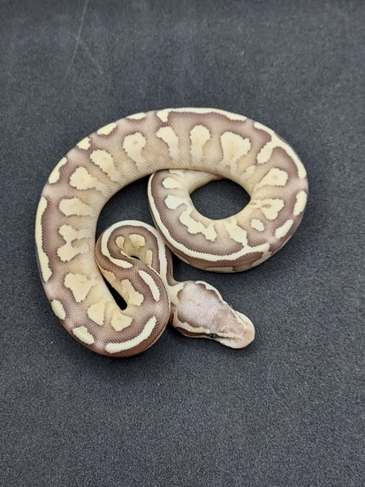 Firefly Lesser Ball Python by PinupPieds&Pythons