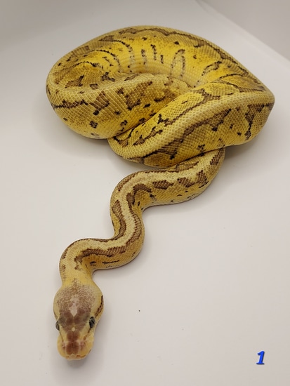 Pastel Pinstripe Poss Fire Or Vanilla Ball Python by PinupPieds&Pythons