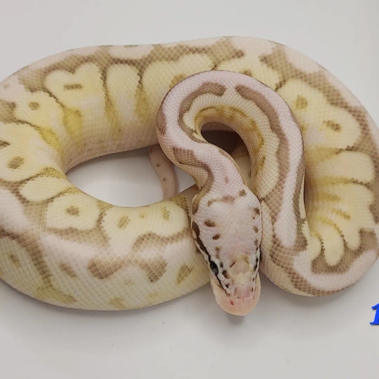 Super Pastel Lesser Spider Ball Python by PinupPieds&Pythons