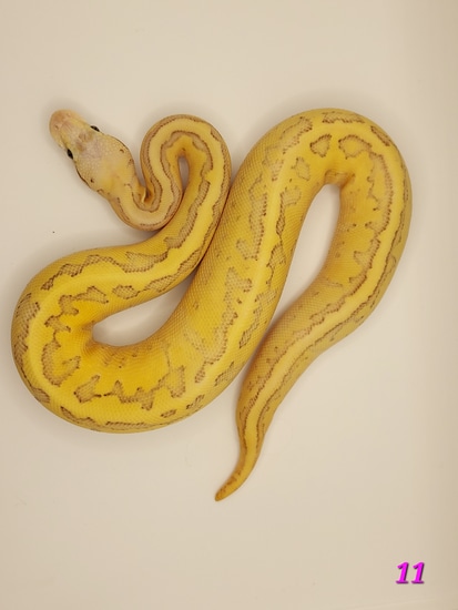 *free Shipping* Pinstripe Pastel Lesser Fire Or Vanilla100% Het Albino 50% Het Pied Ball Python ...