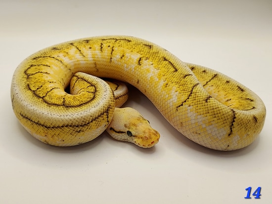 *free Shipping* Pastel Pinstripe Spider Ball Python by PinupPieds&Pythons