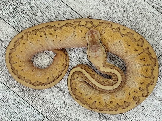 *SALE* Pastel Pinstripe Lesser Ball Python by PinupPieds&Pythons