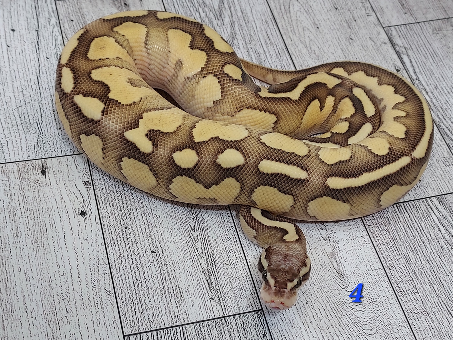 Pastel Lesser Fire Or Vanilla Ball Python by PinupPieds&Pythons ...