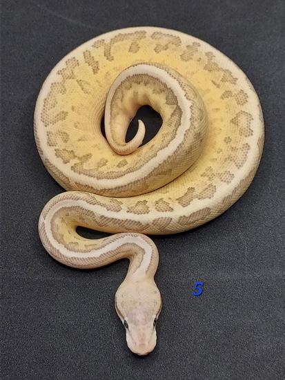Pastel Lesser Pinstripe Fire Or Vanilla Ball Python by PinupPieds&Pythons