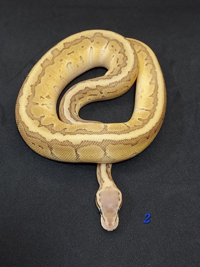 *SALE* Pastel Pinstripe Fire Or Vanilla Ball Python by PinupPieds&Pythons