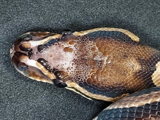 Scaleless Head Ball Python by PinupPieds&Pythons