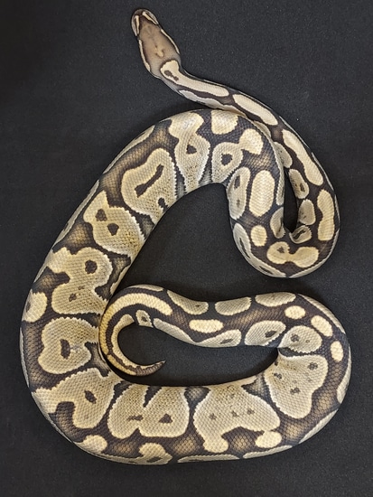 Orange Ghost Ball Python by PinupPieds&Pythons