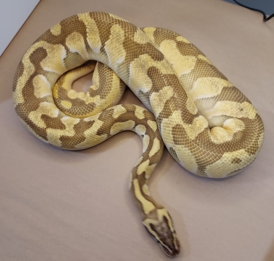 FANTASTIC Breeder Enchi Lesser Pastel Ball Python by PinupPieds&Pythons