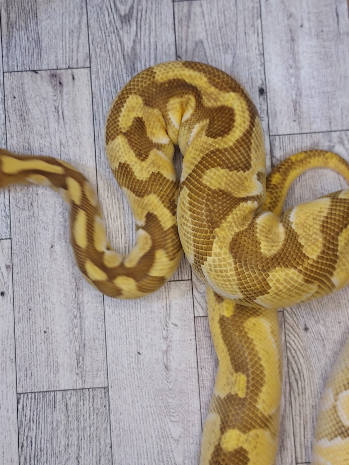 FANTASTIC Breeder Enchi Lesser Pastel Ball Python by PinupPieds&Pythons - MorphMarket