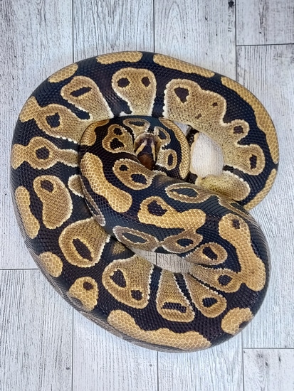 Special Ball Python by PinupPieds&Pythons