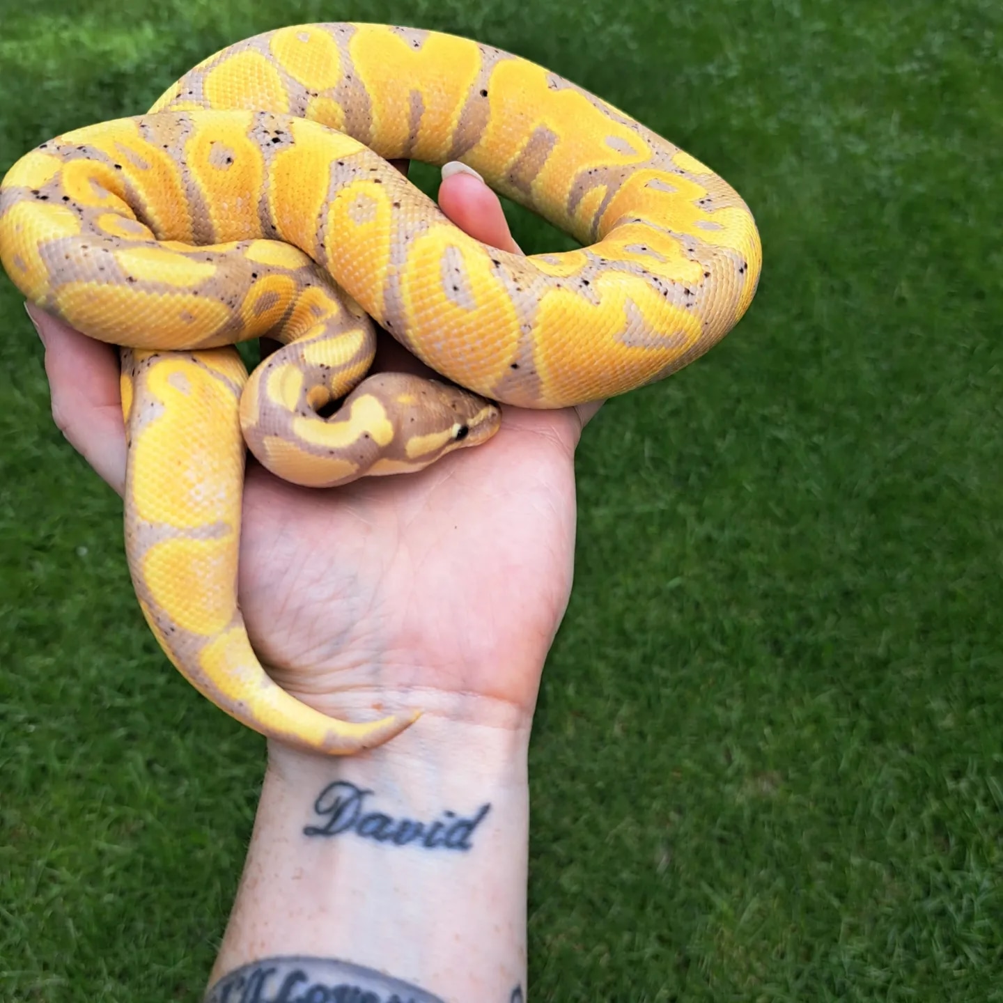Banana Enchi Low Calico Ball Python by PinupPieds&Pythons - MorphMarket