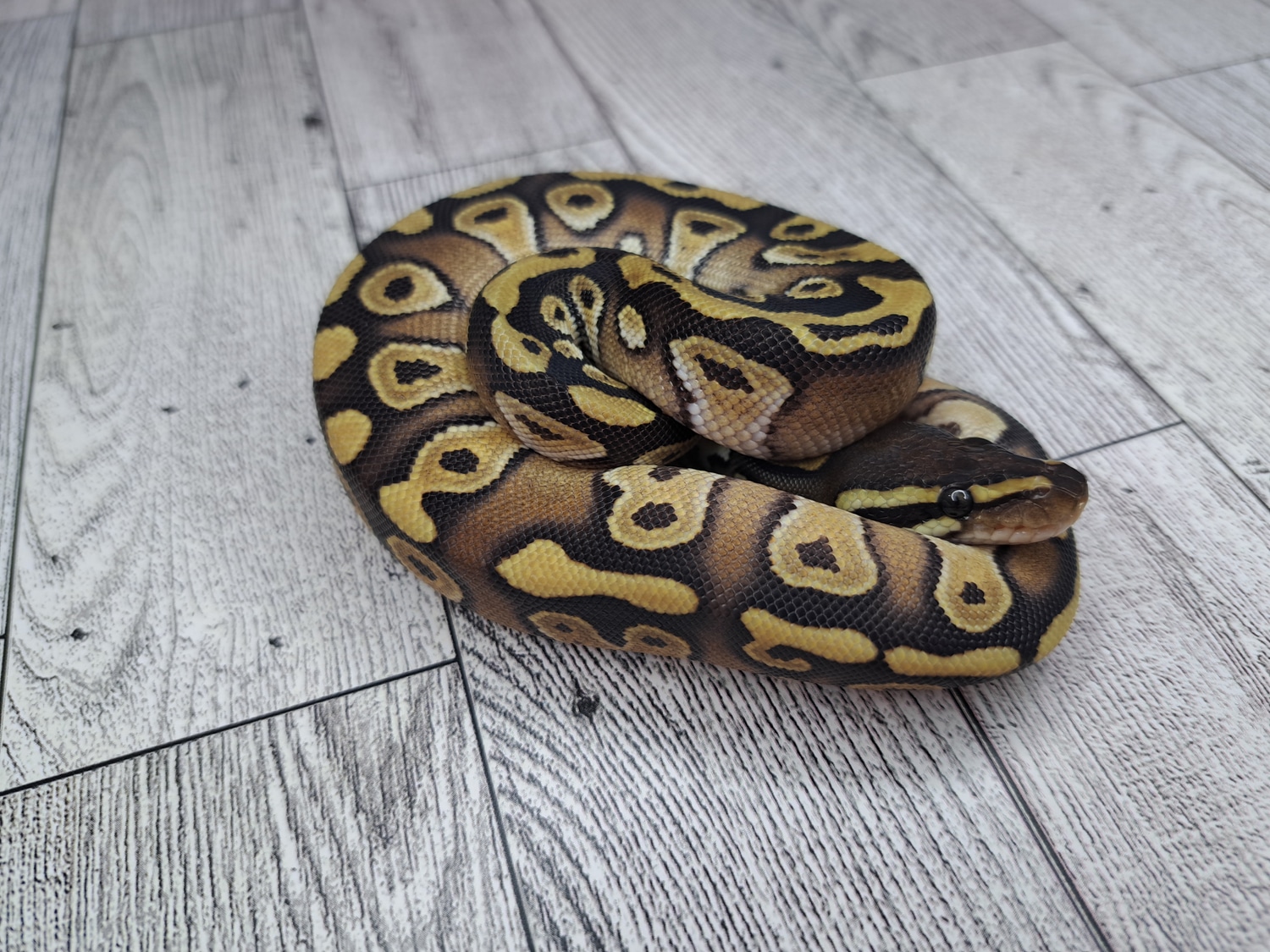Mojave Ball Python by PinupPieds&Pythons - MorphMarket