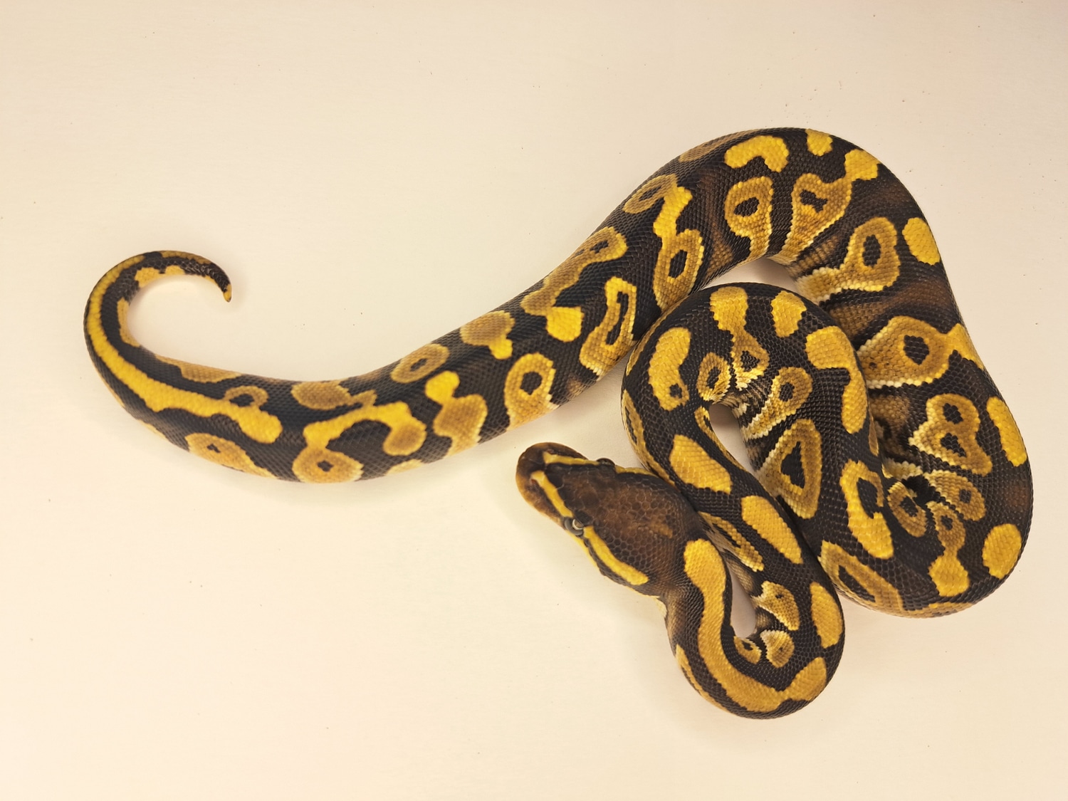 Mystic Ball Python by PinupPieds&Pythons - MorphMarket