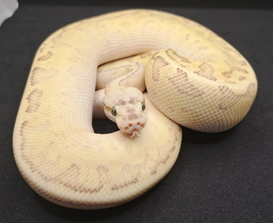 Pinstripe Pastel Lesser Fire Or Vanilla 50%DH TSK Clown Ball Python by PinupPieds&Pythons