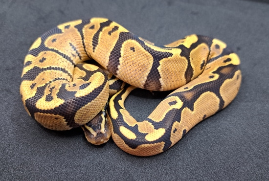 Fire Ball Python by PinupPieds&Pythons