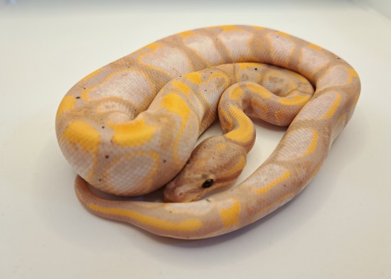 Banana Enchi Calico Orange Dream Yellow Belly Ball Python by PinupPieds ...