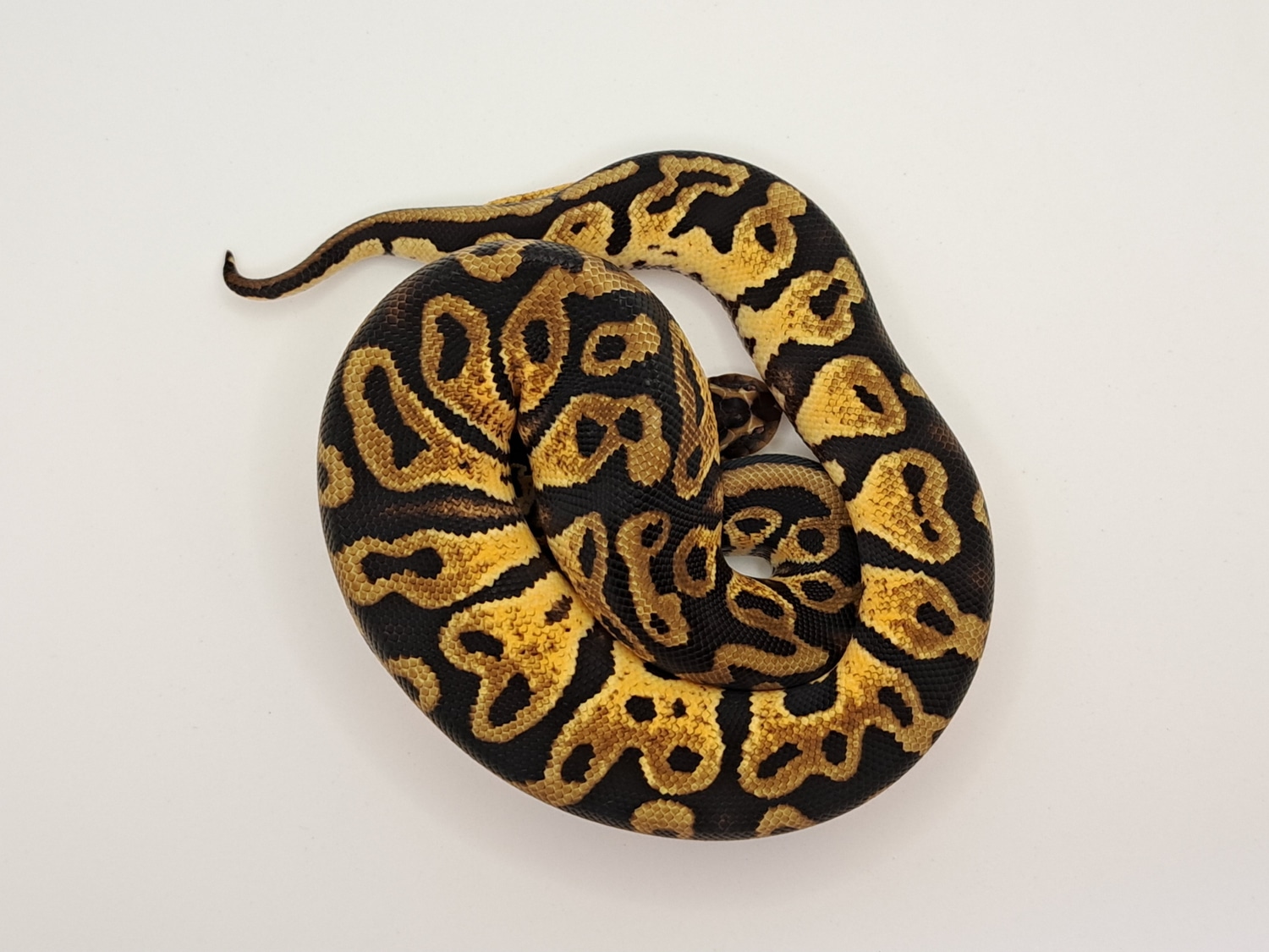 Enchi 100% Het Pied Poss OD Ball Python by PinupPieds&Pythons - MorphMarket