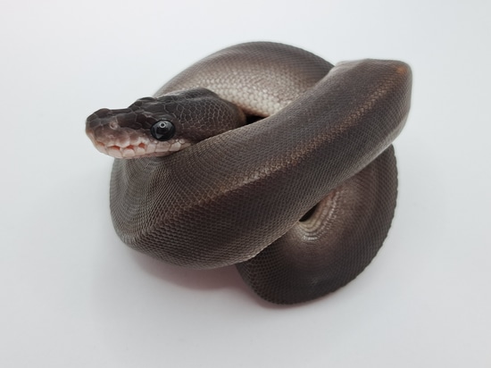 Super Cinnamon 100% Het Genetic Stripe Poss Pinstripe Ball Python by PinupPieds&Pythons