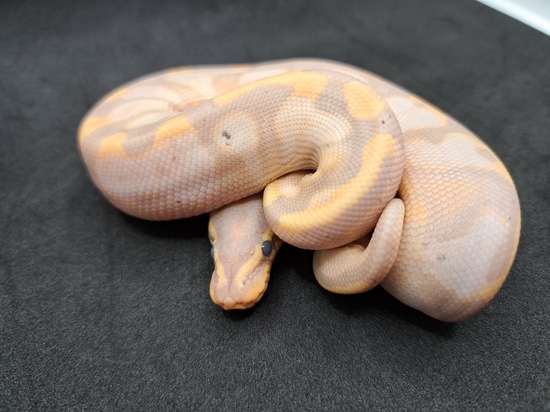 Banana Calico Orange Dream Yellow Belly Pastel Ball Python by ...