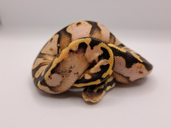 OD Calico Pastel Enchi Ball Python by PinupPieds&Pythons