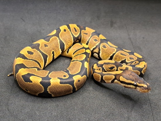 Orange Dream Enchi Ball Python by PinupPieds&Pythons