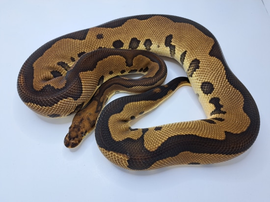 Leopard Clown Breeder Ball Python by PinupPieds&Pythons