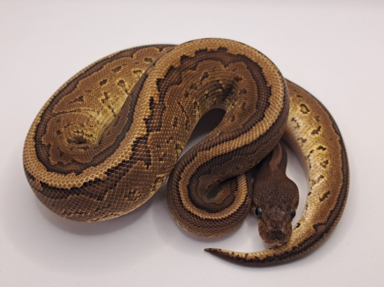 Cinnamon Pinstripe Het G-Stripe Ball Python by PinupPieds&Pythons