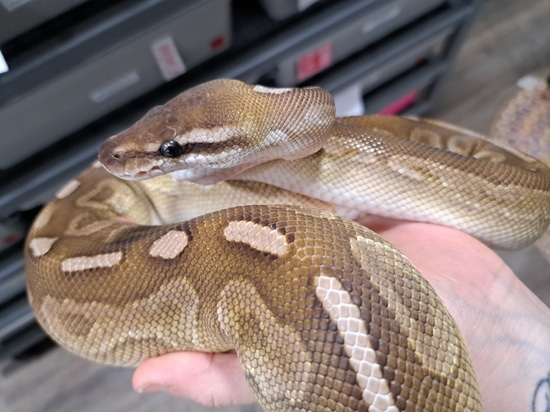 Cinnamon Lesser Sable Ball Python by PinupPieds&Pythons
