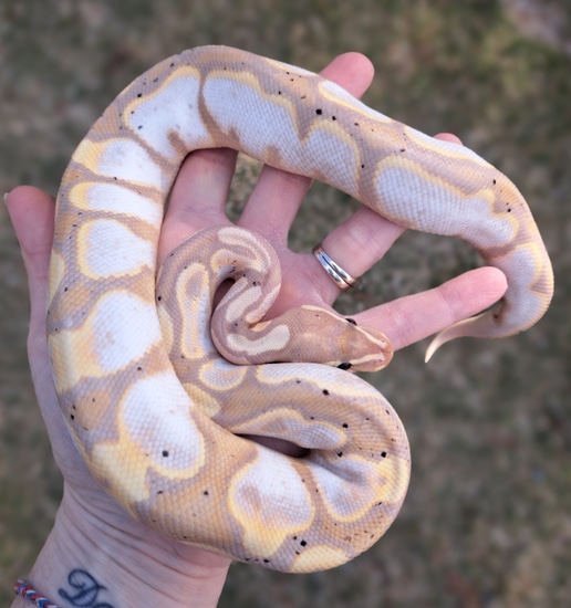 Banana Calico Orange Dream Poss Pastel PH Clown/pied Ball Python by PinupPieds&Pythons