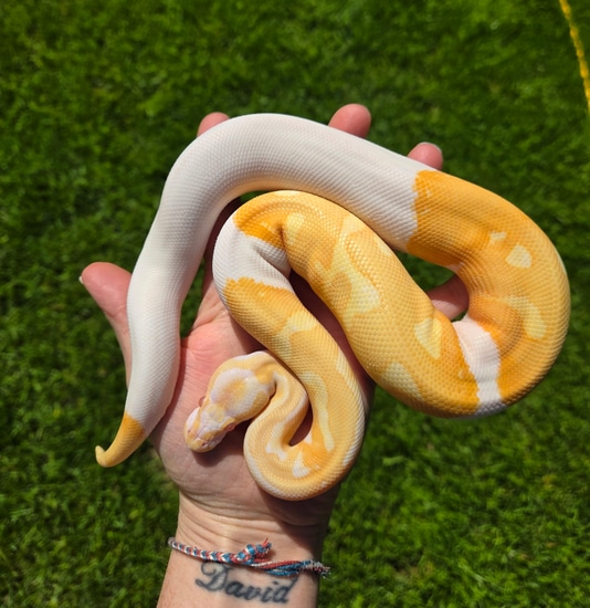 Enchi Albino Pied Ball Python by PinupPieds&Pythons