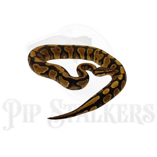 Yb Het Hypo Het Clown Het DG Ball Python by Pip Stalkers
