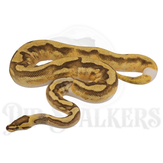 Fire Enchi Cryptic Pied Het DG Ball Python by Pip Stalkers